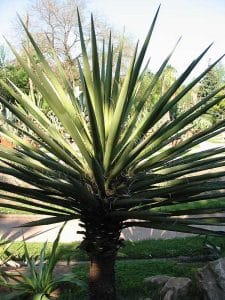 Como Plantar Yucca e suas Variedades + Guia de Cuidados