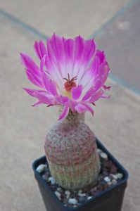 TOP 7 Cactos Raros e Suculentas Exóticas (FOTOS)