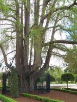 Lista de Plantas de Origem Mexicana (Vegetação do México)