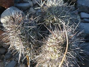 Lista de Plantas de Origem Mexicana (Vegetação do México)