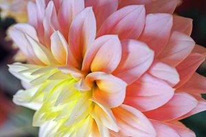 Lista de Plantas de Origem Mexicana (Vegetação do México)