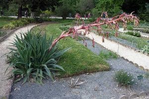 Lista de Plantas de Origem Mexicana (Vegetação do México)