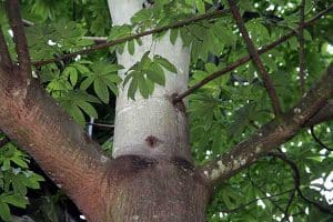 Plantas Brasileiras e do Mundo que Estão em Extinção