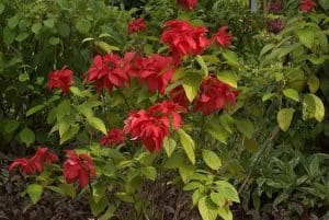 Como Plantar Mussaenda: Características, Cores e Cuidados