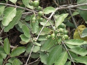 Gabiroba: O que é, Benefícios, Características, Cultivo e Chá