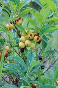 Gabiroba: O que é, Benefícios, Características, Cultivo e Chá