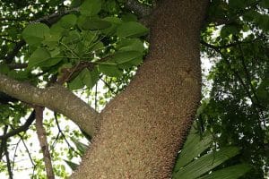 Como Plantar Árvore Assacu: Sol, Solo, Adubo e Cuidados