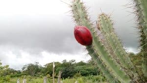 Como Plantar Cacto Mandacaru [Manual de Cuidados]