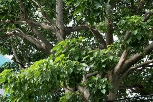 Como Plantar Árvore Assacu: Sol, Solo, Adubo e Cuidados