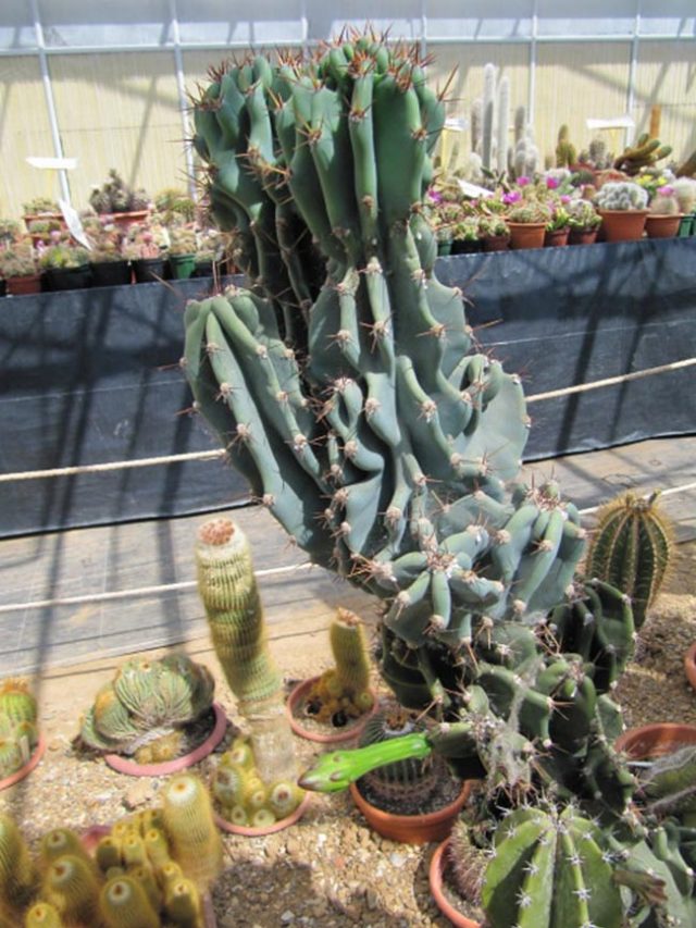 Como Plantar Cacto Mandacaru [Manual de Cuidados]