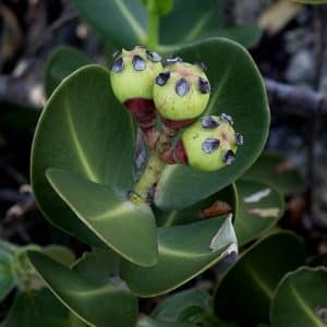 Como Plantar Clusia? Tipos, Características, Plantio e Cuidados