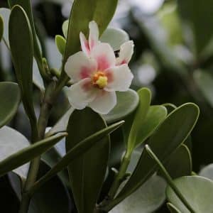 Como Plantar Clusia? Tipos, Características, Plantio e Cuidados