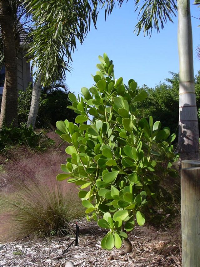 Como Plantar Clusia? Tipos, Características, Plantio e Cuidados
