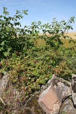 Como Plantar Amora? Dicas de Cultivo e Passo a Passo de Cuidados