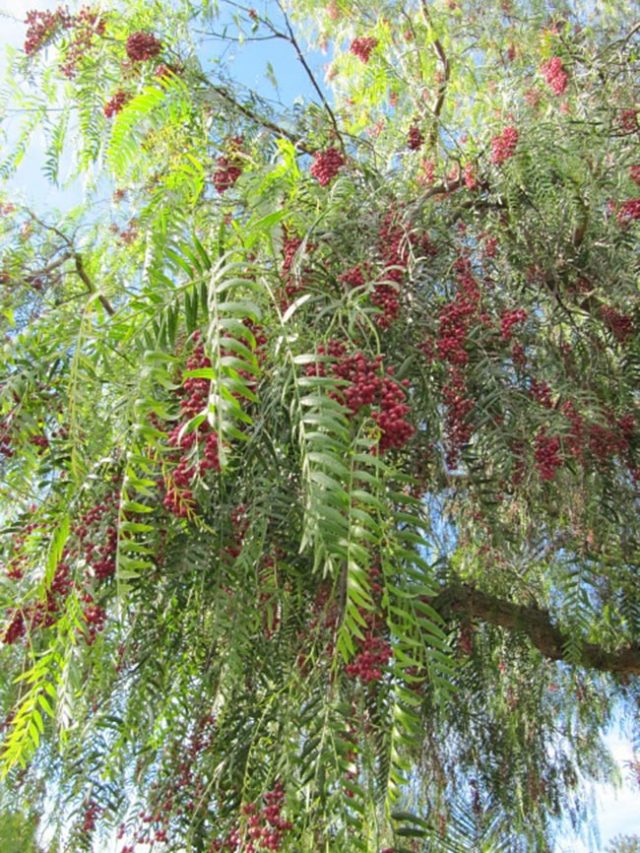 Como Plantar e Cuidar de Aroeira Salsa (Schinus molle)