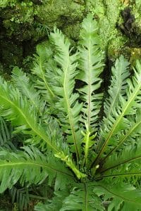 Como Plantar e Cuidar de Asplênio? (Asplenium nidus)