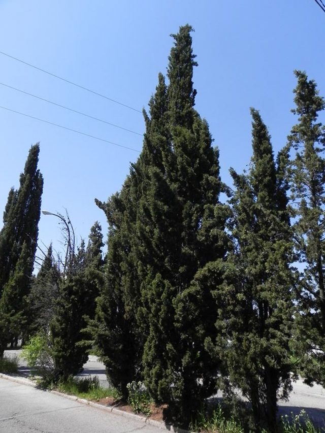 Como Plantar Cipreste Italiano (Cupressus sempervirens)
