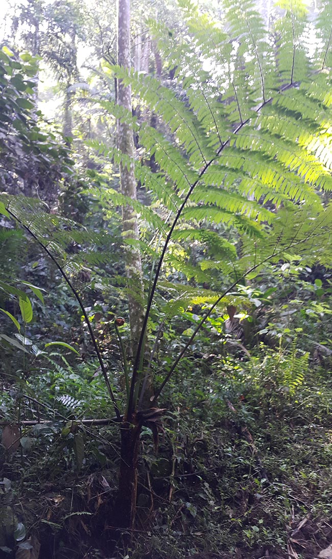Como Plantar e Cuidar da Planta Xaxim (Dicksonia sellowiana)