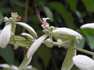 Como Plantar a Trepadeira Congeia? (Congea tomentosa)