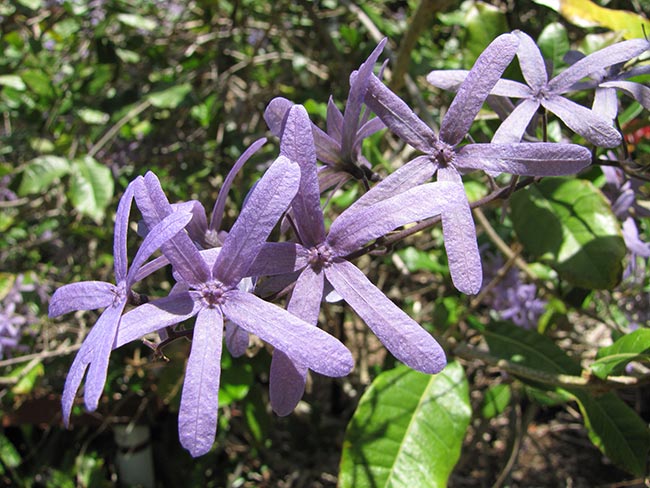 Como Plantar a Trepadeira Congeia? (Congea tomentosa)