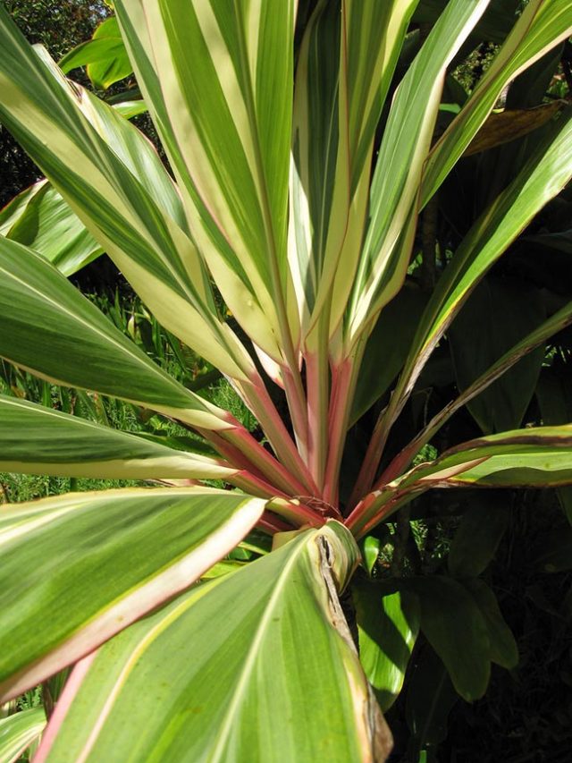 Como Plantar Dracena Chocolate (Cordyline terminalis)