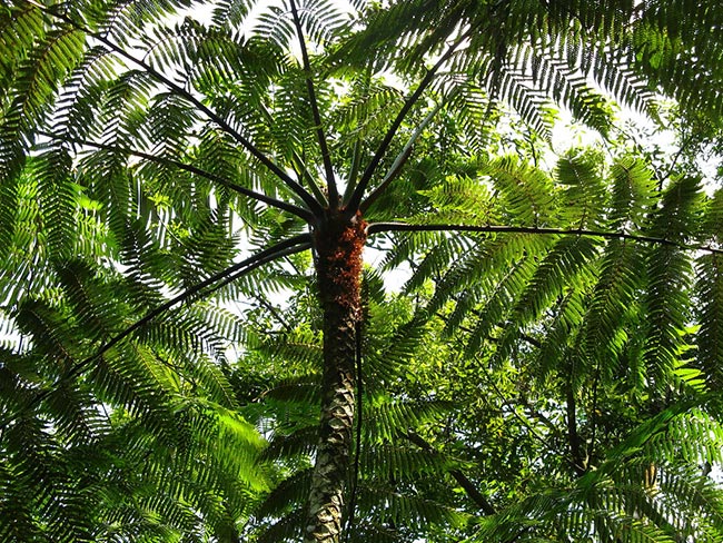 Como Plantar e Cuidar da Planta Xaxim (Dicksonia sellowiana)