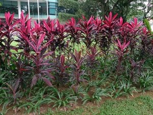 Como Plantar Dracena Chocolate (Cordyline terminalis)