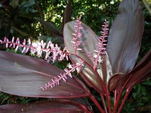 Como Plantar Dracena Chocolate (Cordyline terminalis)