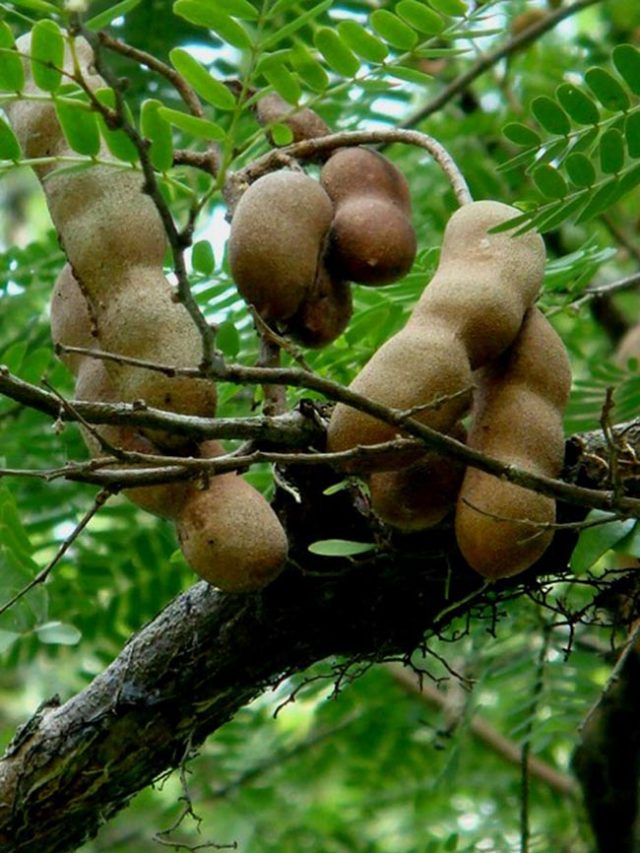 Como Plantar Pé de Tamarindo? (Tamarindus indica) - Cuidados