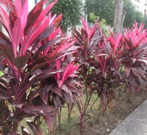 Como Plantar Dracena Chocolate (Cordyline terminalis)