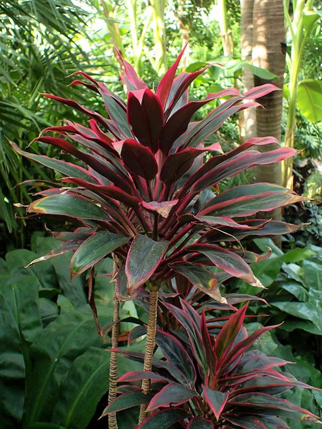 Como Plantar Dracena Chocolate (Cordyline terminalis)