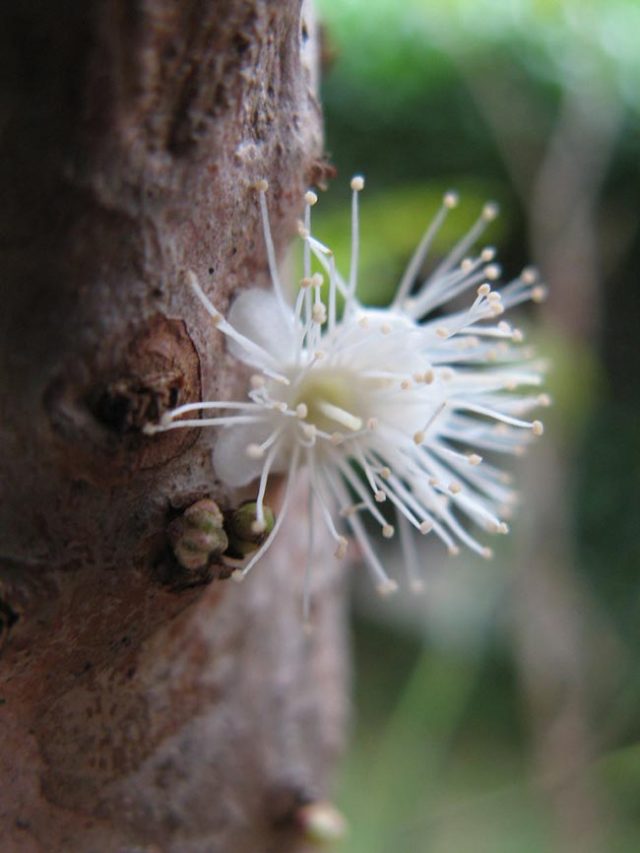 Como Plantar Jabuticaba? Dicas de Cultivo e Passo a Passo de Cuidados