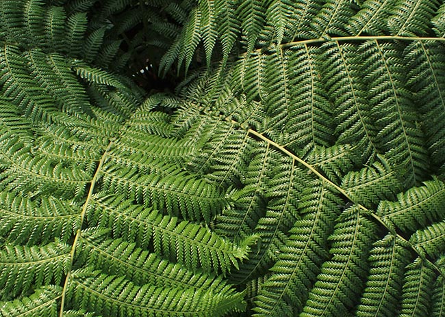 Como Plantar e Cuidar da Planta Xaxim (Dicksonia sellowiana)