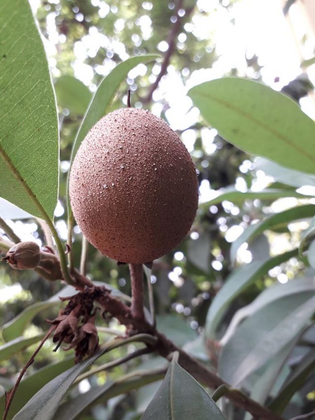 Como Plantar o Sapoti/Sapotizeiro (Manilkara zapota)