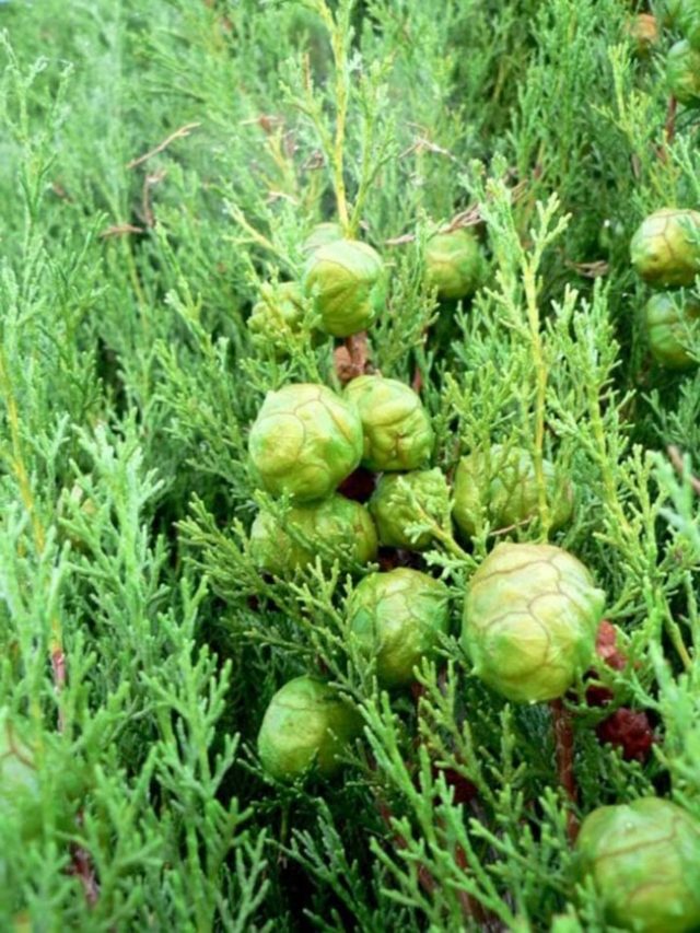 Como Plantar Cipreste Italiano (Cupressus sempervirens)