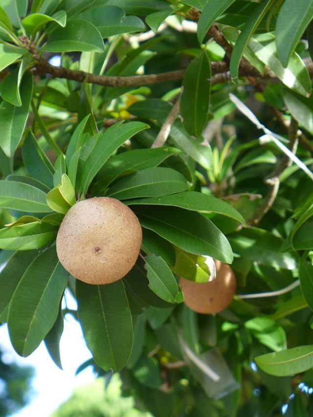 Como Plantar o Sapoti/Sapotizeiro (Manilkara zapota)