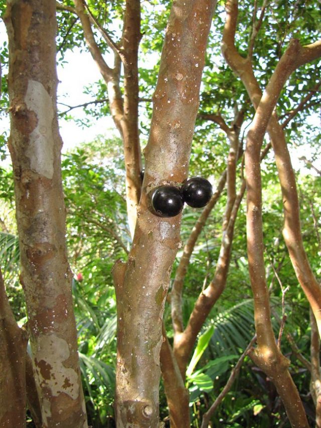Como Plantar Jabuticaba? Dicas de Cultivo e Passo a Passo de Cuidados
