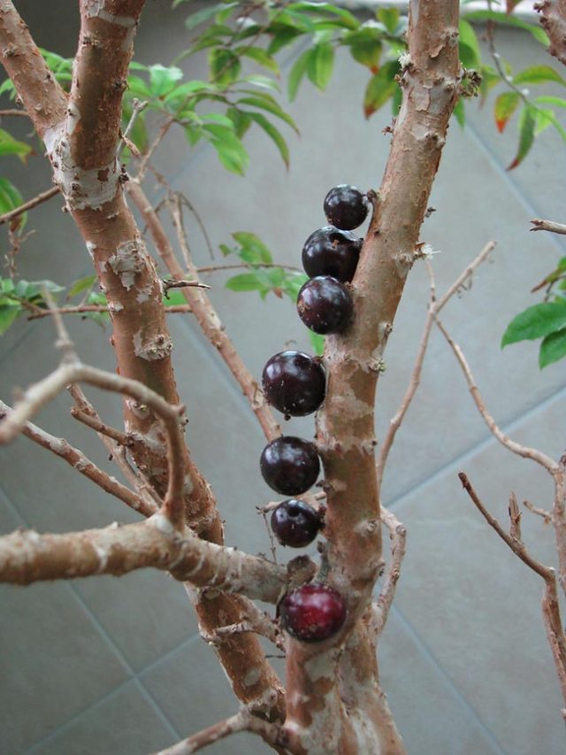 Como Plantar Jabuticaba? Dicas de Cultivo e Passo a Passo de Cuidados