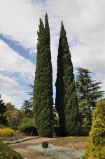 Como Plantar Cipreste Italiano (Cupressus sempervirens)