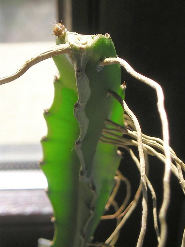 Como Plantar Pitaya? Dicas de Cultivo e Passo a Passo de Cuidados