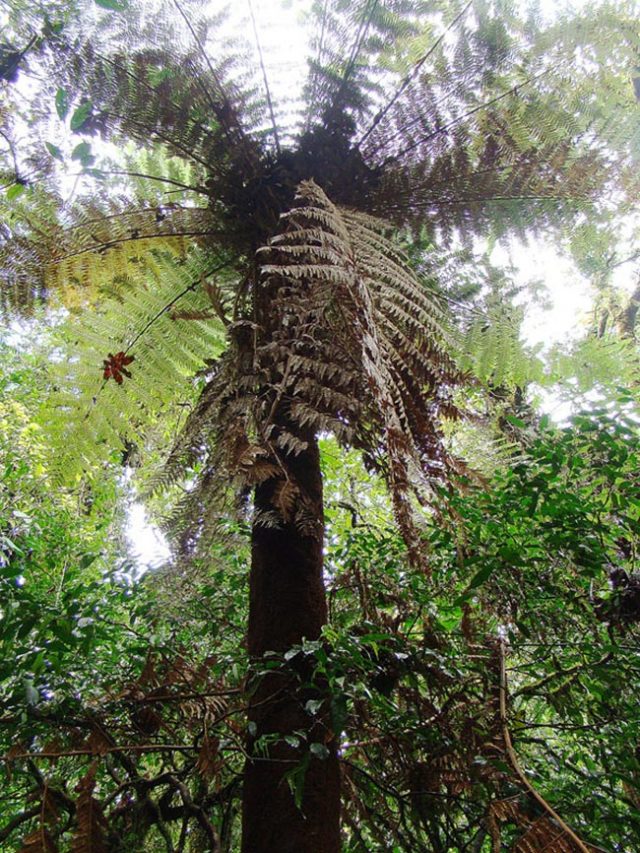 Como Plantar e Cuidar da Planta Xaxim (Dicksonia sellowiana)