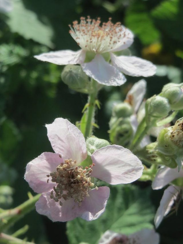 Como Plantar Amora? Dicas de Cultivo e Passo a Passo de Cuidados