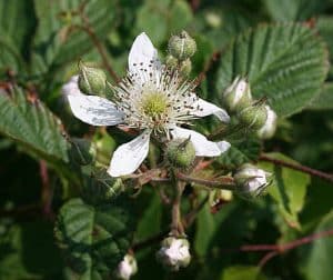 Como Plantar Amora? Dicas de Cultivo e Passo a Passo de Cuidados