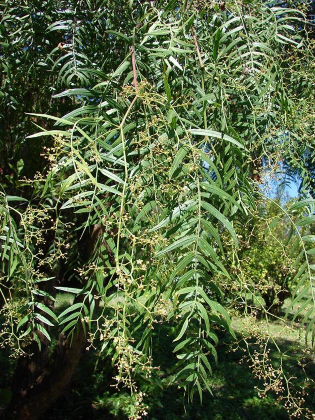 Como Plantar e Cuidar de Aroeira Salsa (Schinus molle)