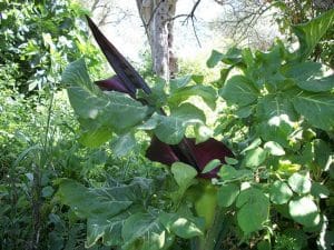 Como Plantar Jiló? Cultivo e Passo a Passo de Cuidados