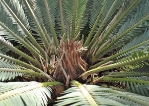 Como Plantar e Cuidar de Cica (Cycas revoluta) - Cuidados!