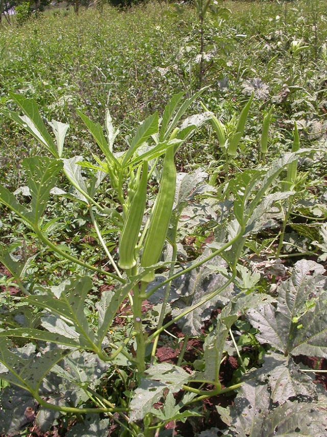 Como Plantar Quiabo? Dicas de Cultivo e Passo a Passo de Cuidados