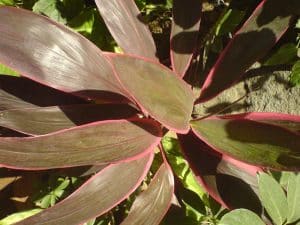Como Plantar Dracena Chocolate (Cordyline terminalis)