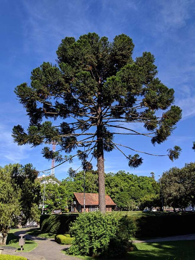 Como Plantar Pinhão Passo a Passo [Araucaria angustifolia] [Dicas de ...