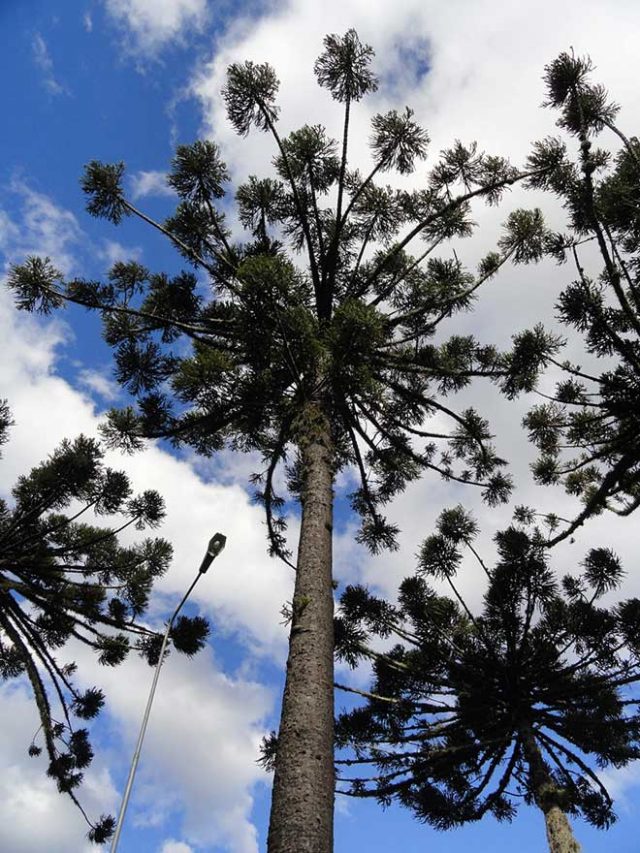 Como Plantar Pinhão Passo a Passo [Araucaria angustifolia] [Dicas de ...